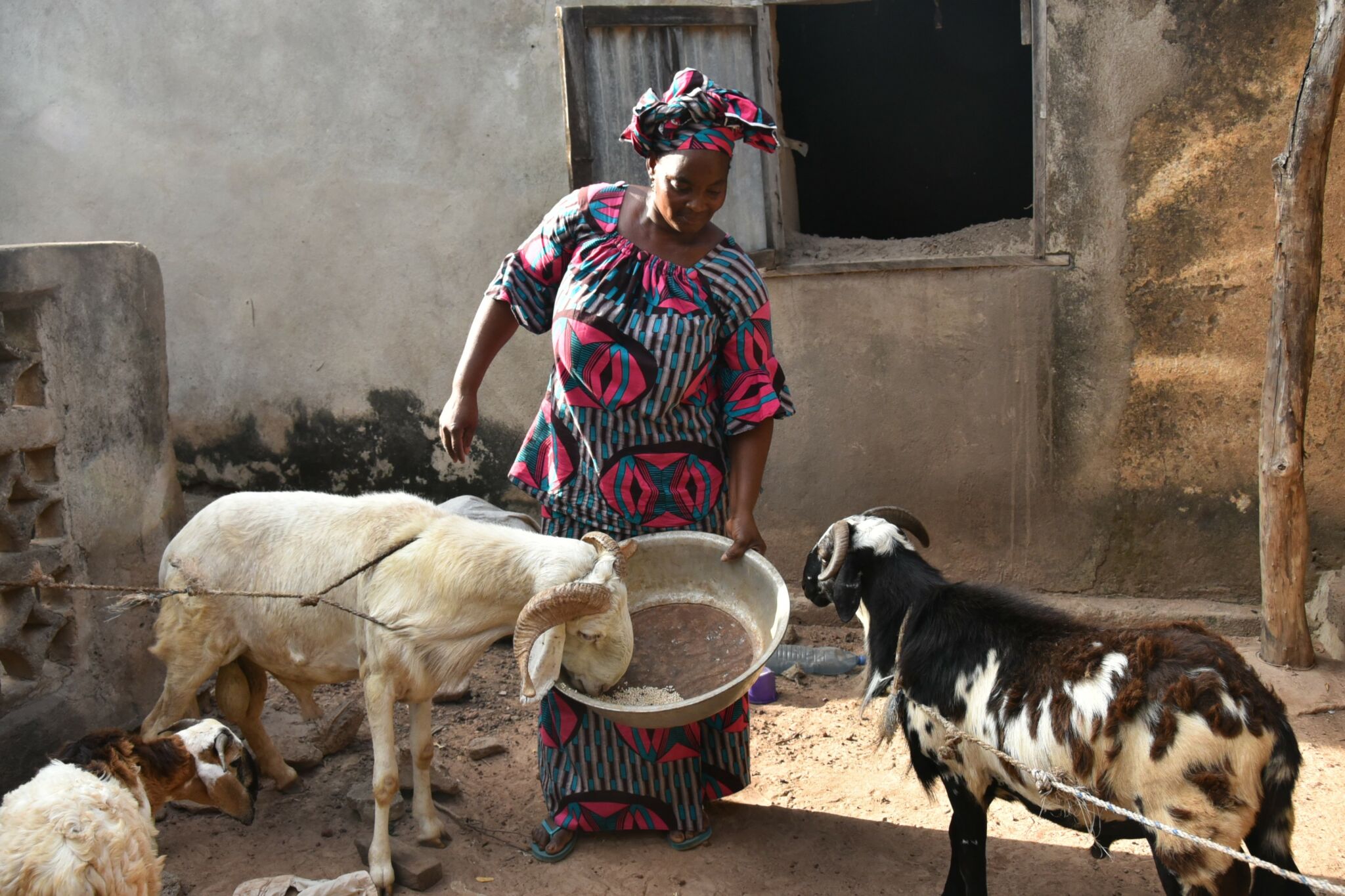 Ruminant livestock in Mali: Nana Sangaré Dembélé’s story - Enabel ...