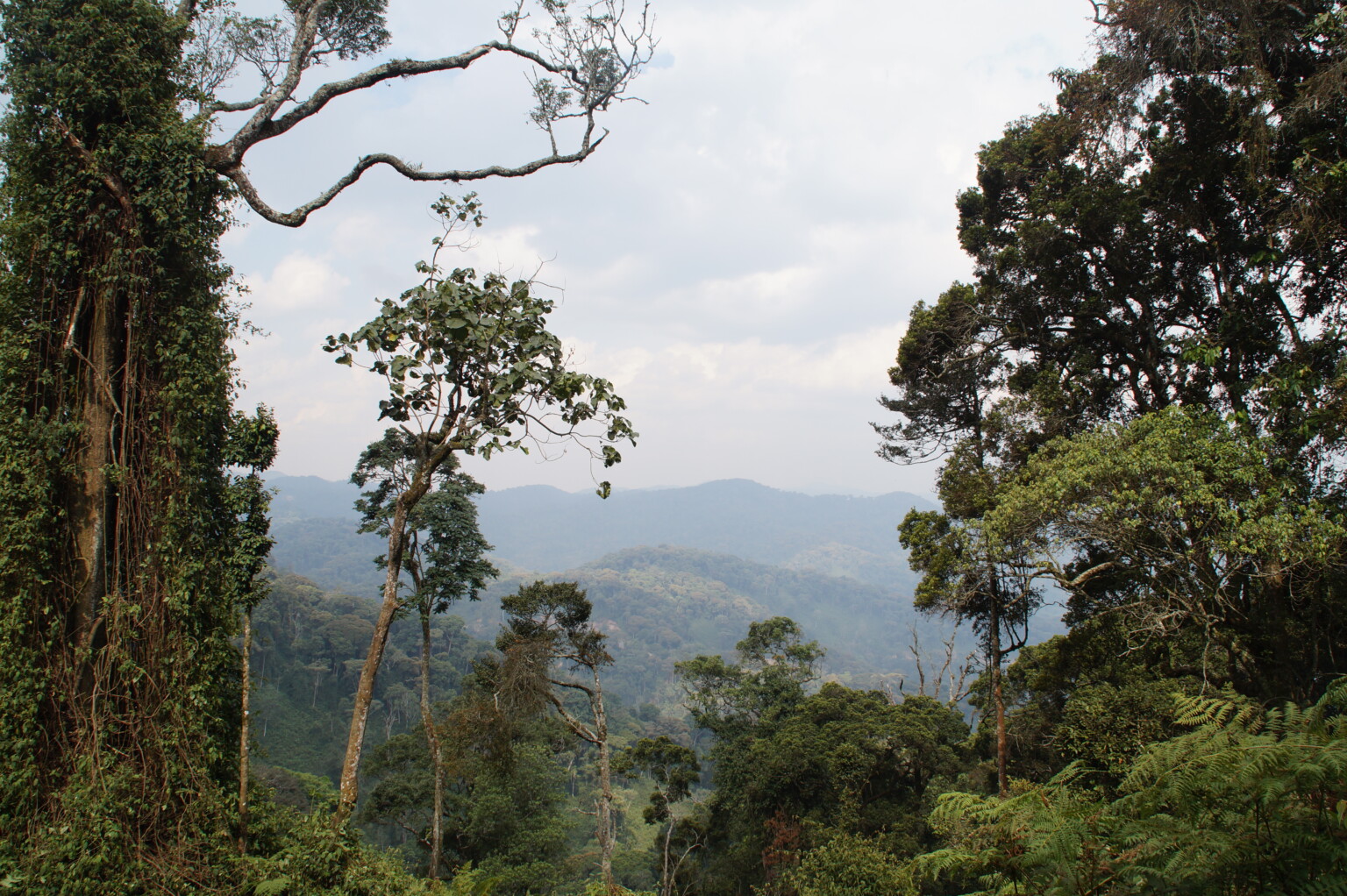 Racines entrelacées : le cas des forêts au Burundi et au Rwanda ...
